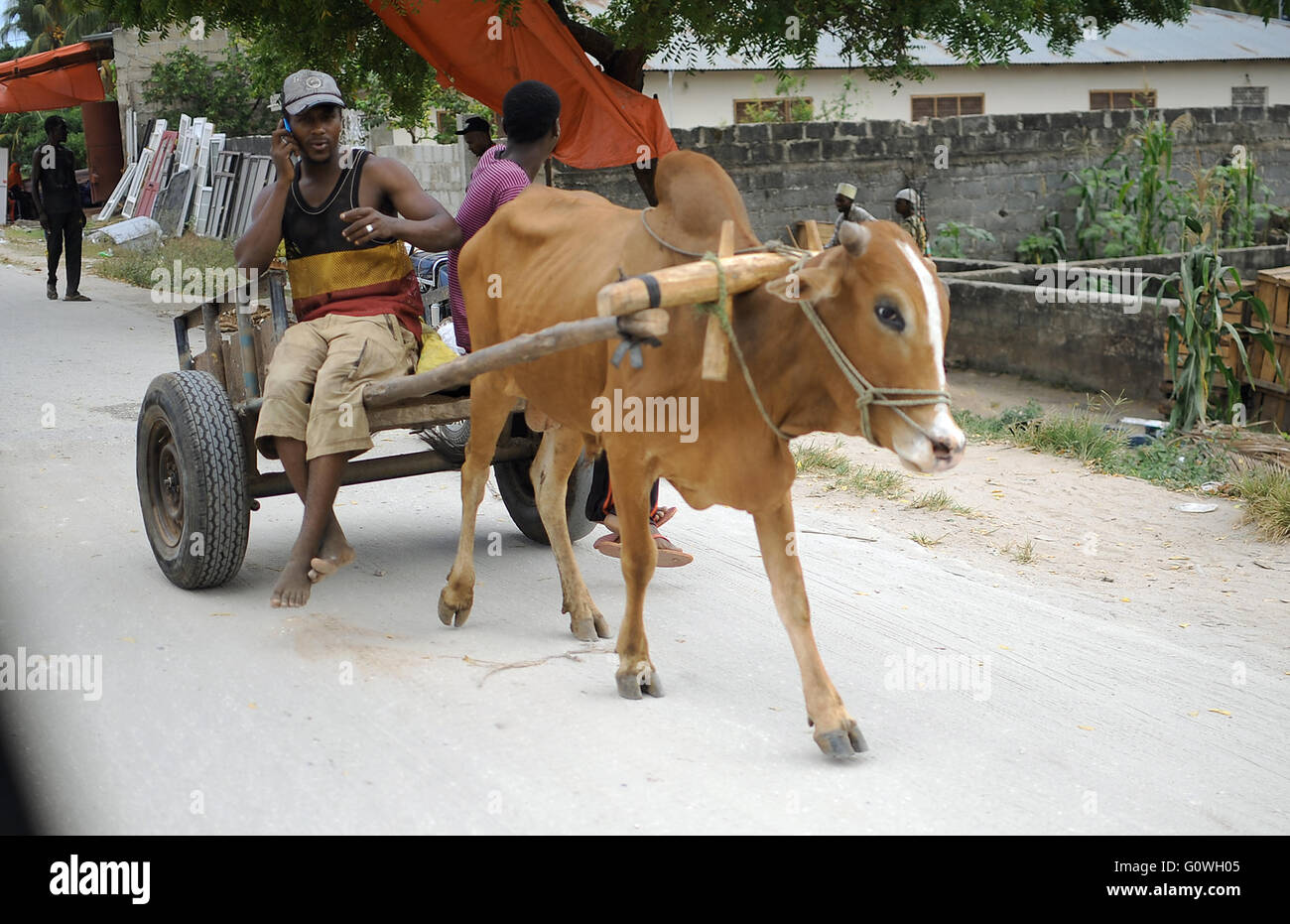 Zanzibar, Tanzania. 01st Mar, 2016. A cow of the zebu species pulls a ...