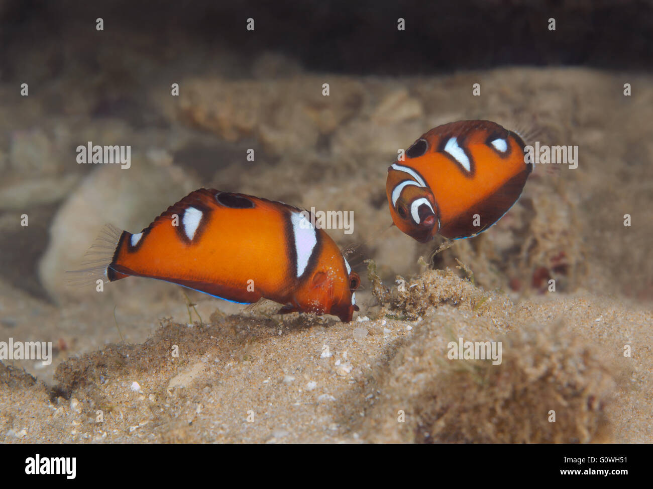 Reina coris hi-res stock photography and images - Alamy