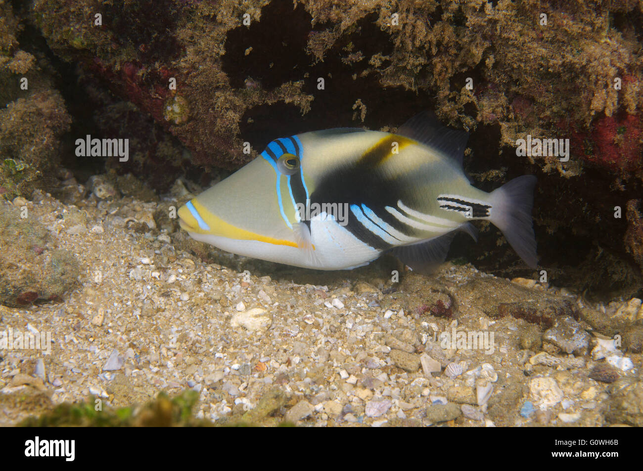 Peixe porco hi-res stock photography and images - Alamy