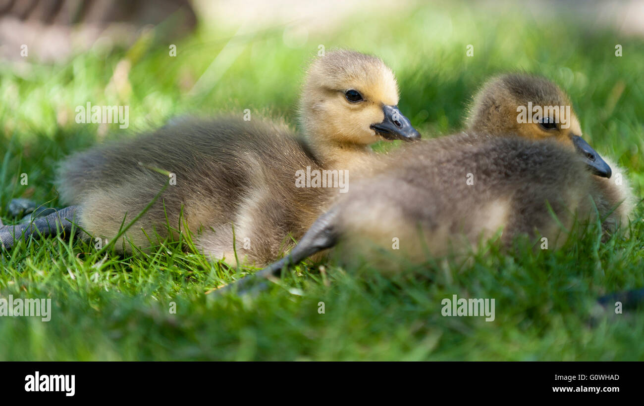 London, UK. 5 May 2016. A family of two week old Canada Goose goslings ...