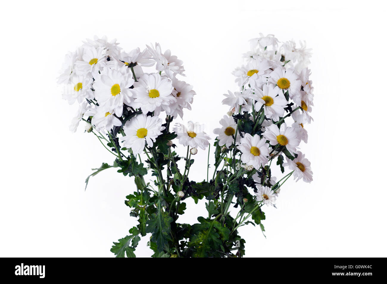 Daisy flowers on white background Stock Photo - Alamy