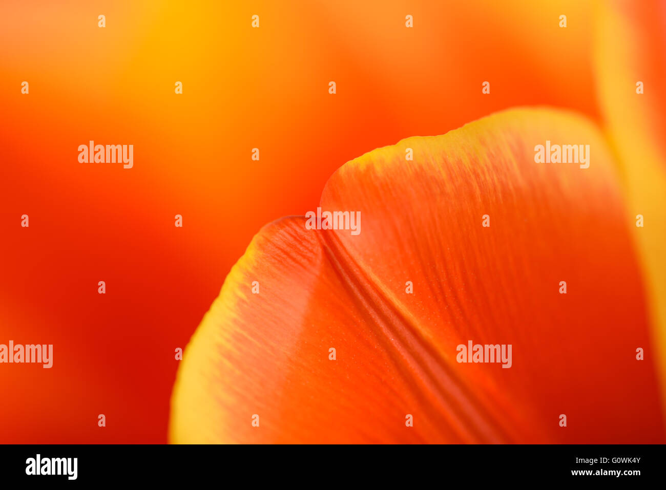 Red And Orange Tulip Flower Inside Close Up Stock Photo - Alamy