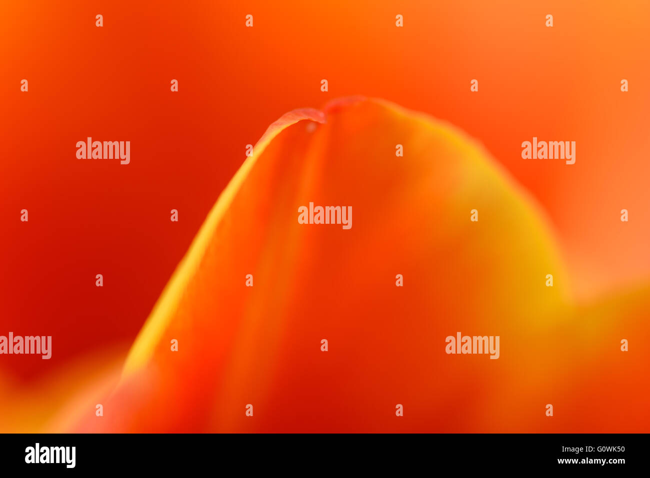 Red And Orange Tulip Flower Inside Close Up Stock Photo - Alamy
