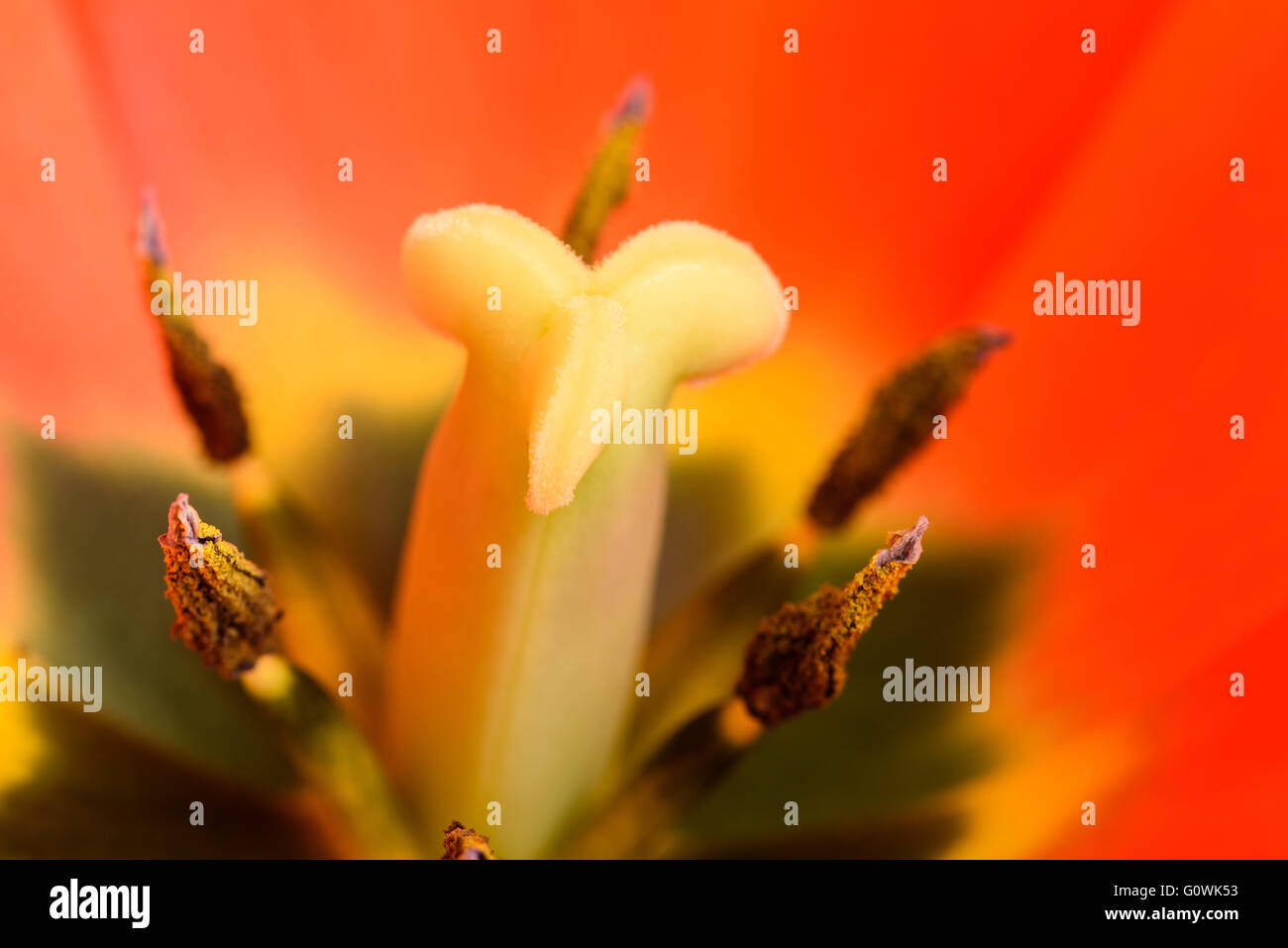 Inside the stem hi-res stock photography and images - Alamy