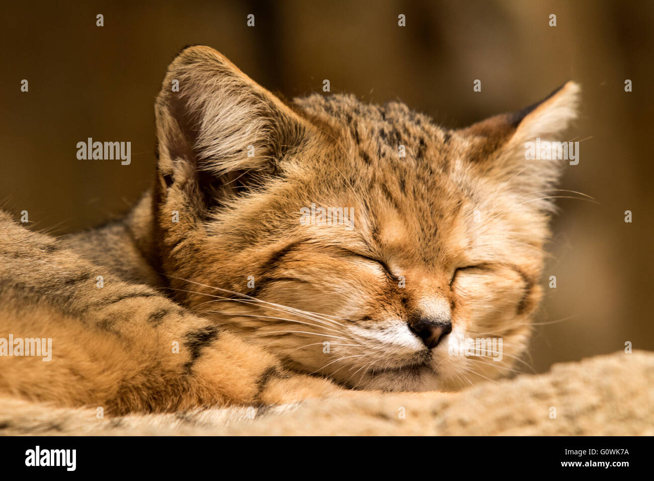 Sand cat hi-res stock photography and images - Alamy