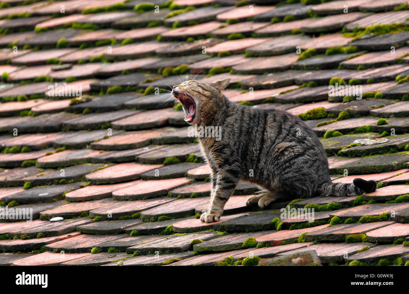 Yawning Animals