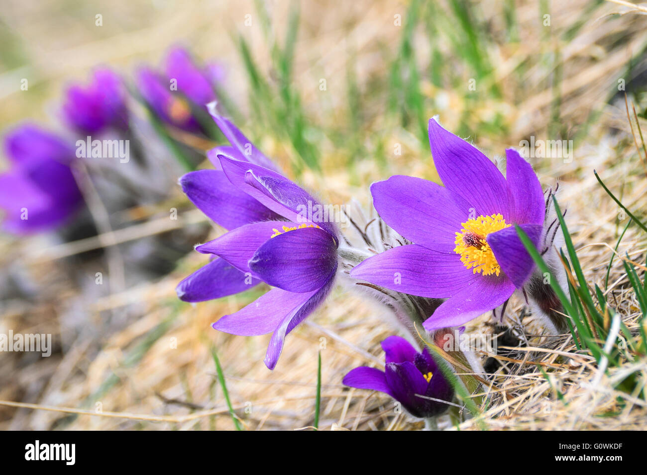 crocuses on a mountain meadow in the Tatra Mountains, Slovakia Stock ...