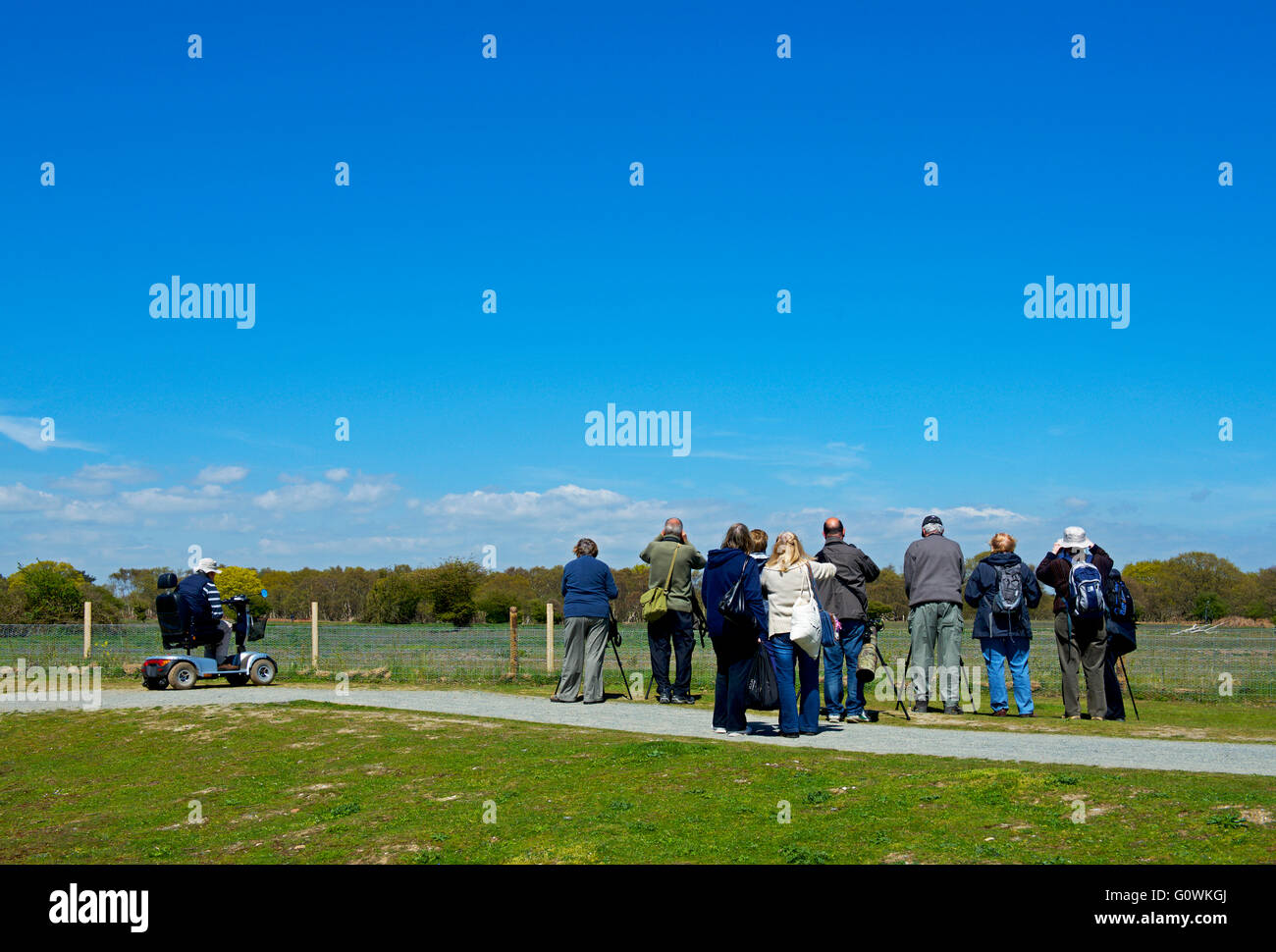 Bird watchers at Minsmere, an RSPB bird reserve, Suffolk, England UK ...