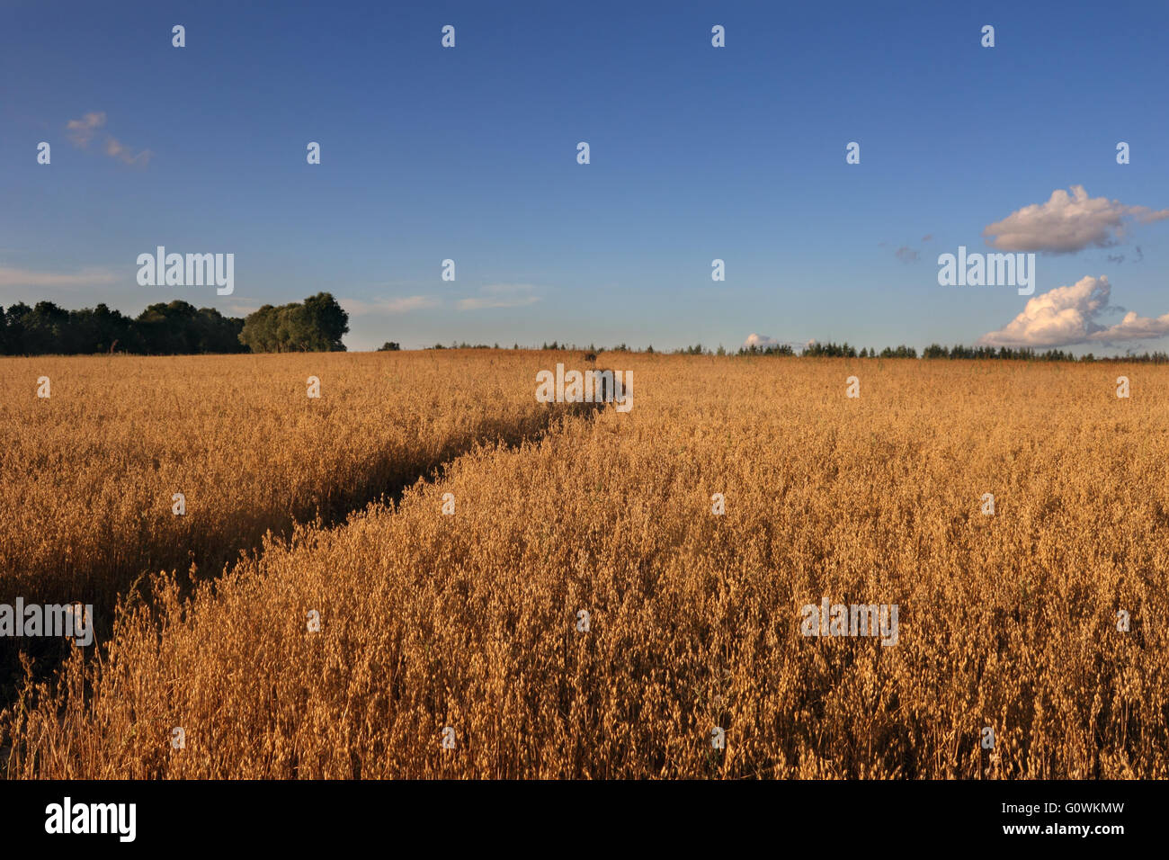Small path across the field diagonal photo Stock Photo - Alamy
