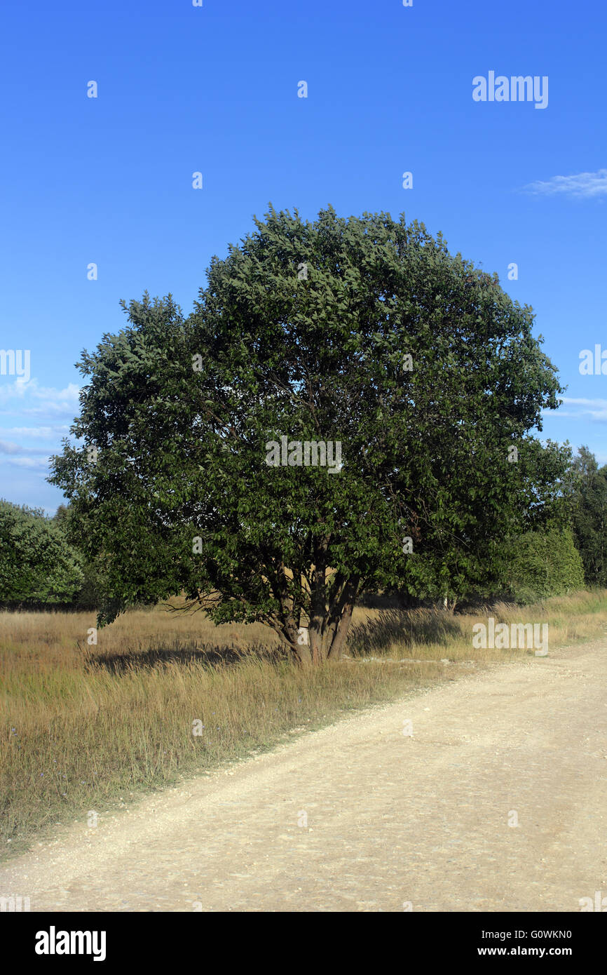 Tree beside the road hi-res stock photography and images - Alamy