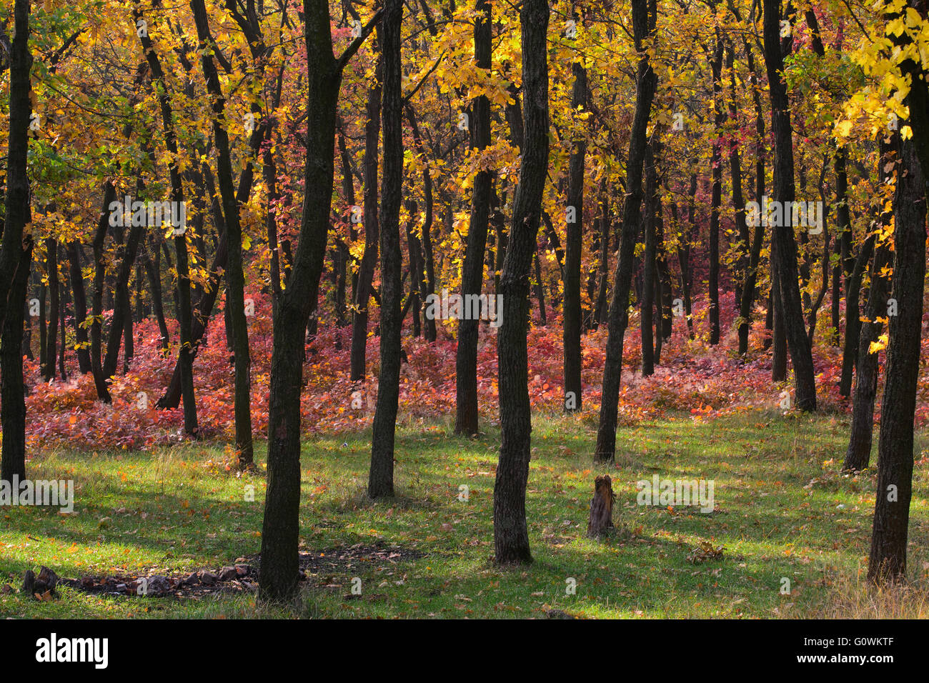 Red forest ukraine hi-res stock photography and images - Alamy