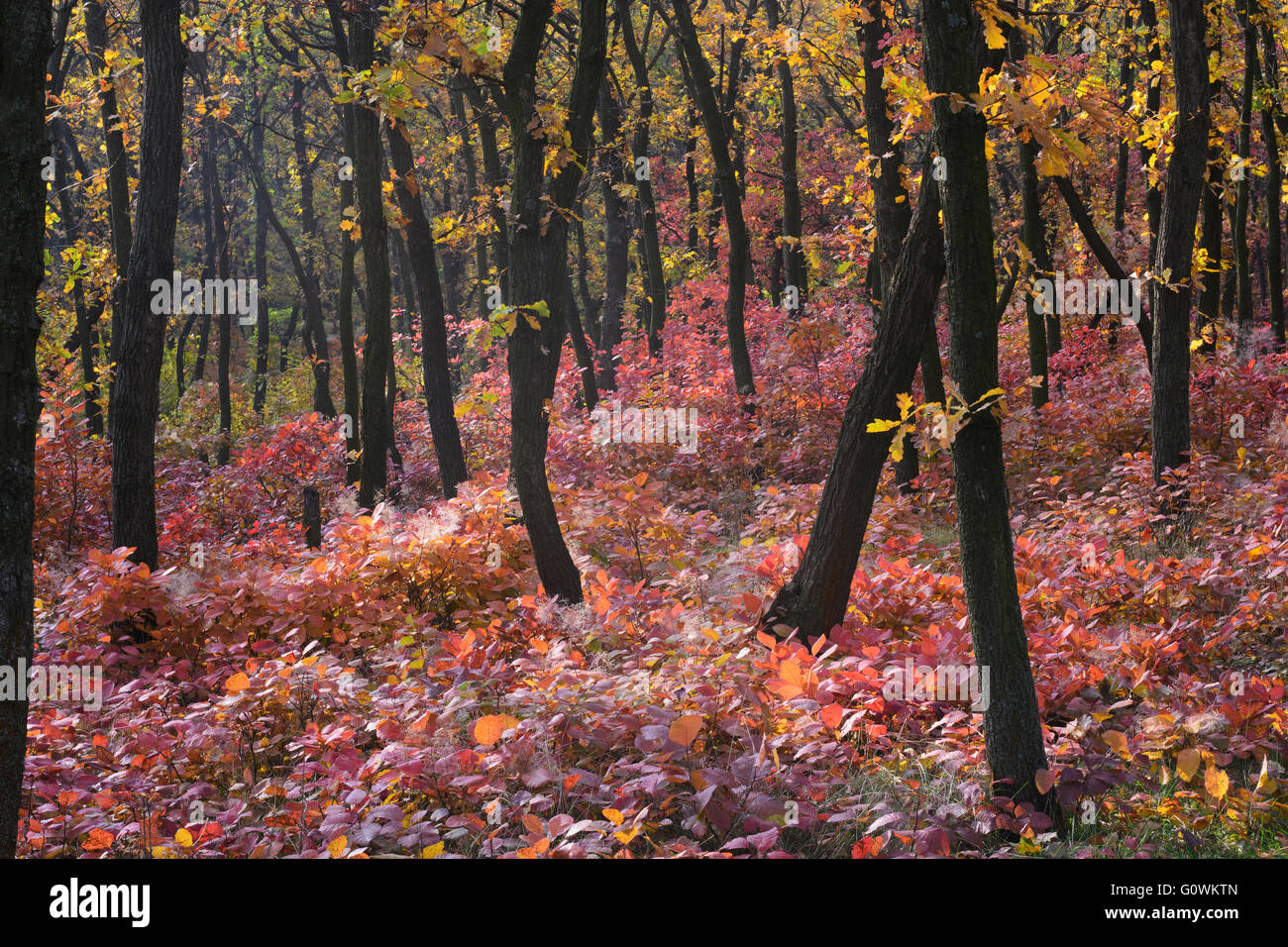 Red forest ukraine hi-res stock photography and images - Alamy