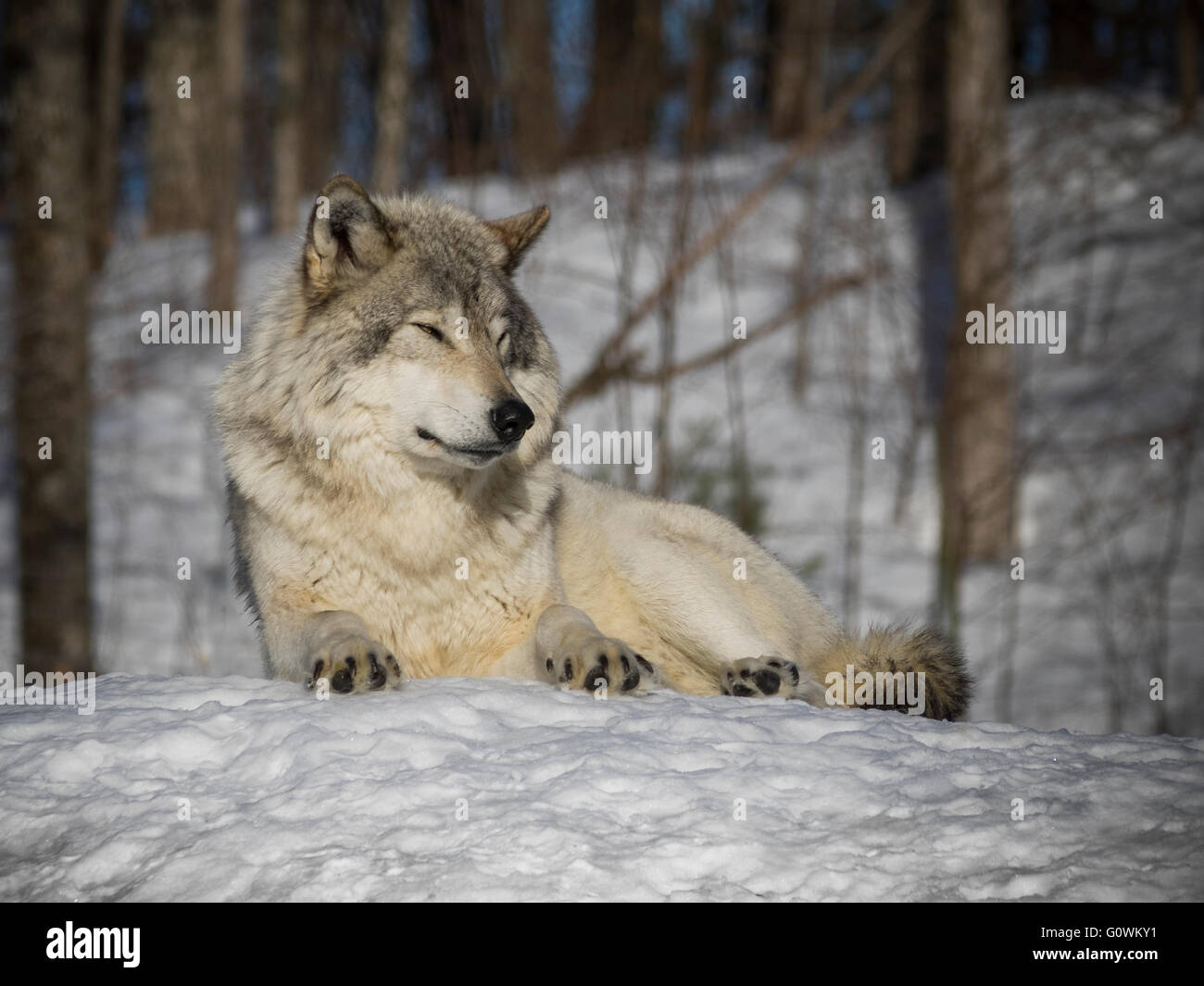 Wolf in winter woods hi-res stock photography and images - Alamy