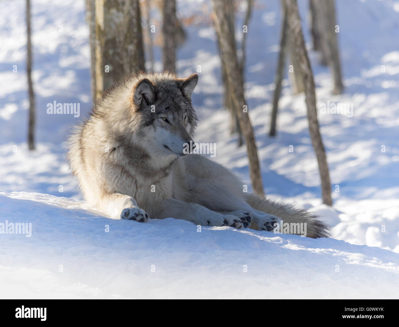 Wolf In Snow High Resolution Stock Photography and Images - Alamy