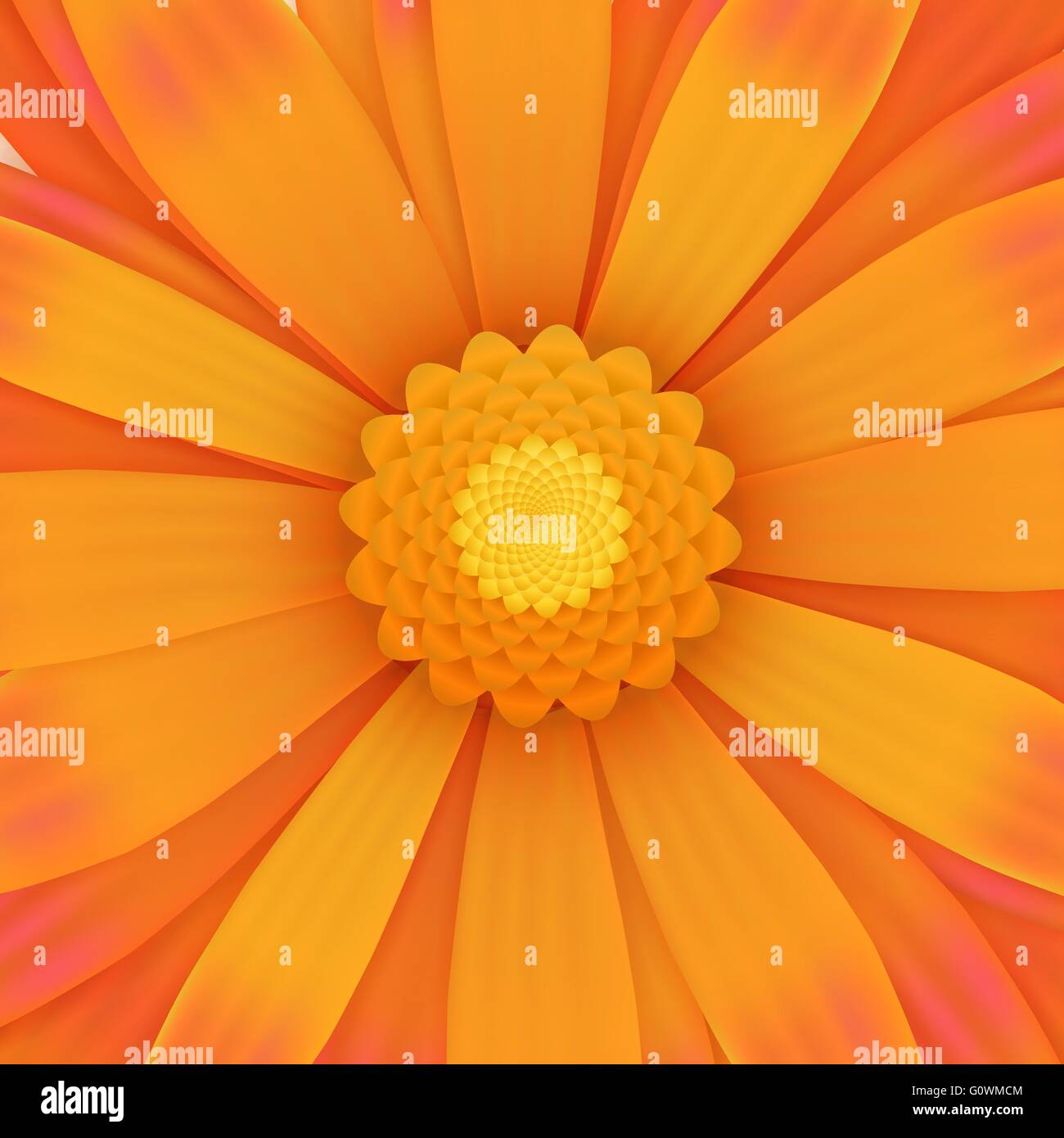 Orange gerbera flower, realistic illustration Stock Vector Image & Art ...