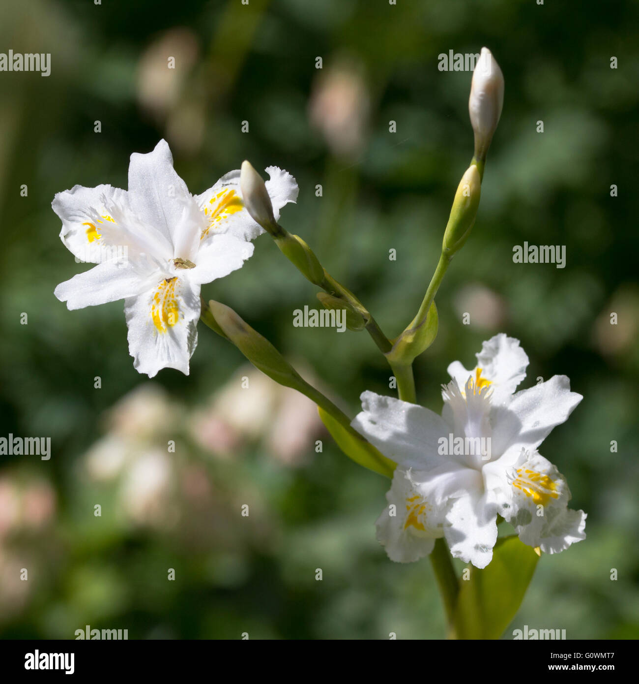 yellow centred white flowers of the bamboo iris, Iris confusa Stock ...