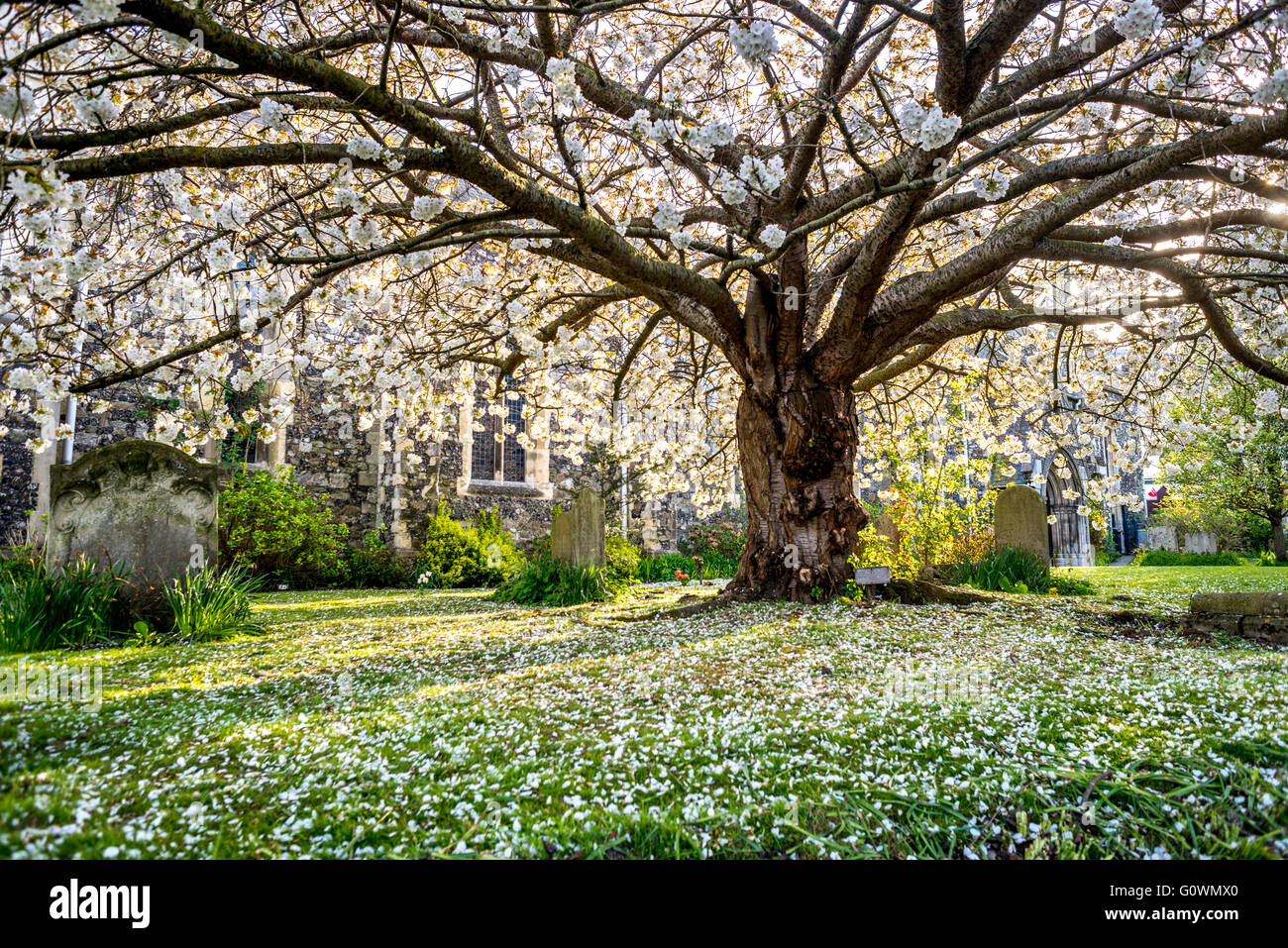 Beautiful sunshine on flowers hi-res stock photography and images - Alamy