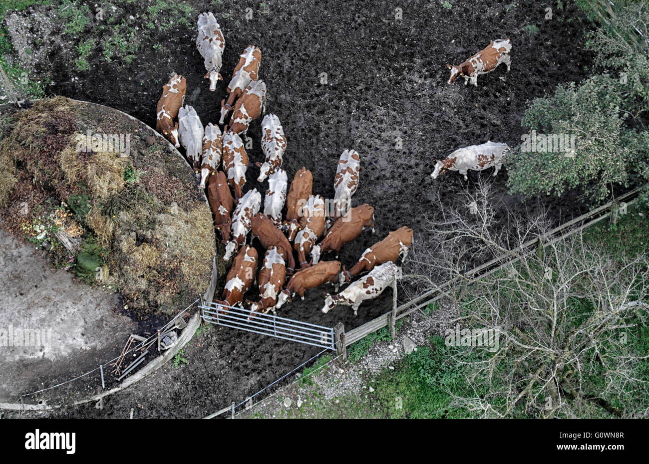 Aerial view of cows which return in the stable Stock Photo - Alamy