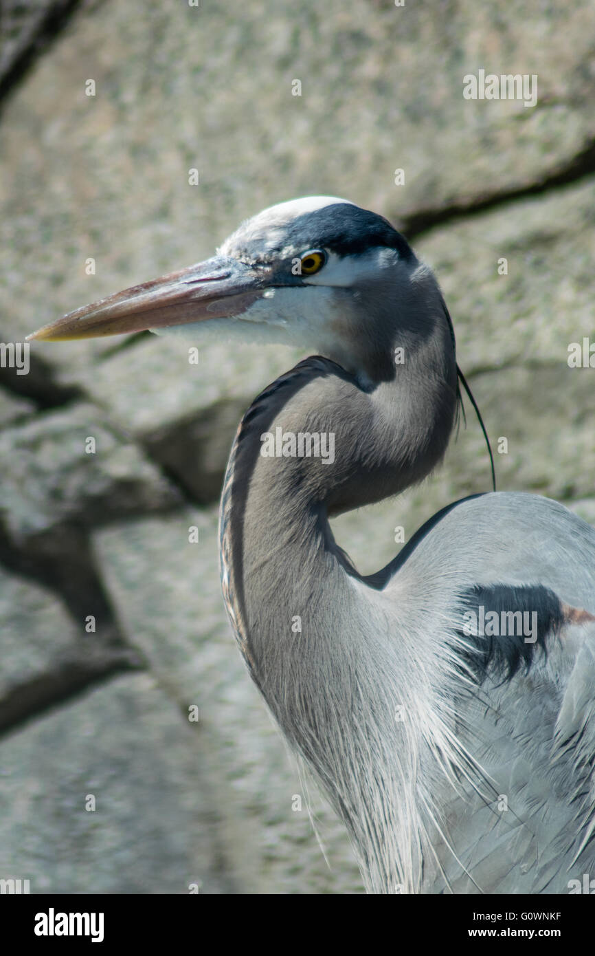 The Blue Heron Stock Photo - Alamy