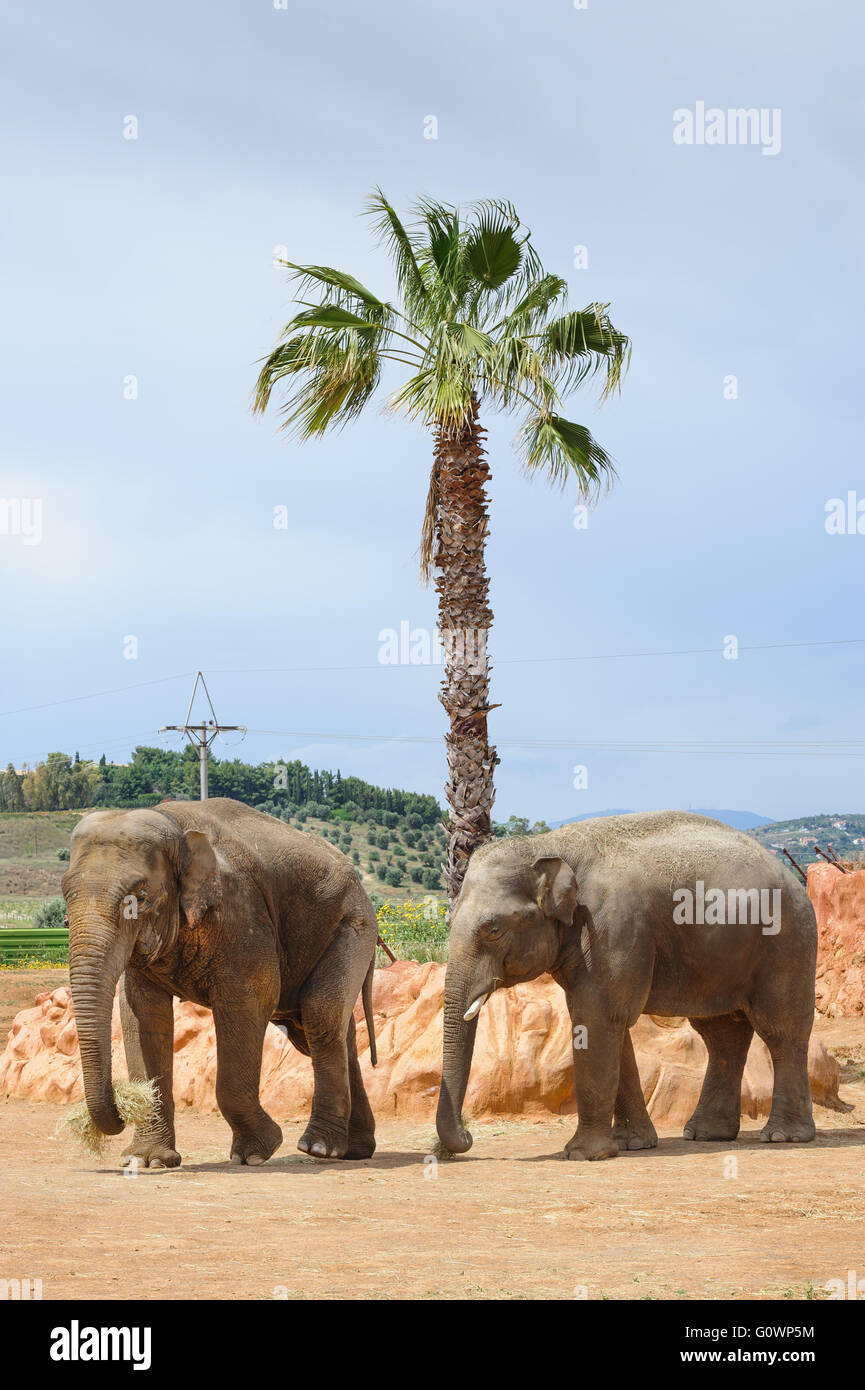 Two asian elephants in a zoo Stock Photo - Alamy