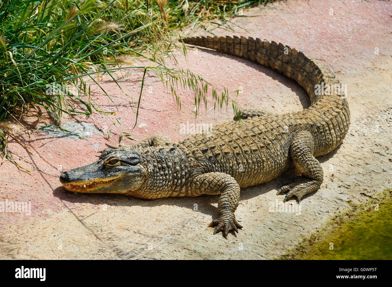 Zoo alligator hi-res stock photography and images - Alamy