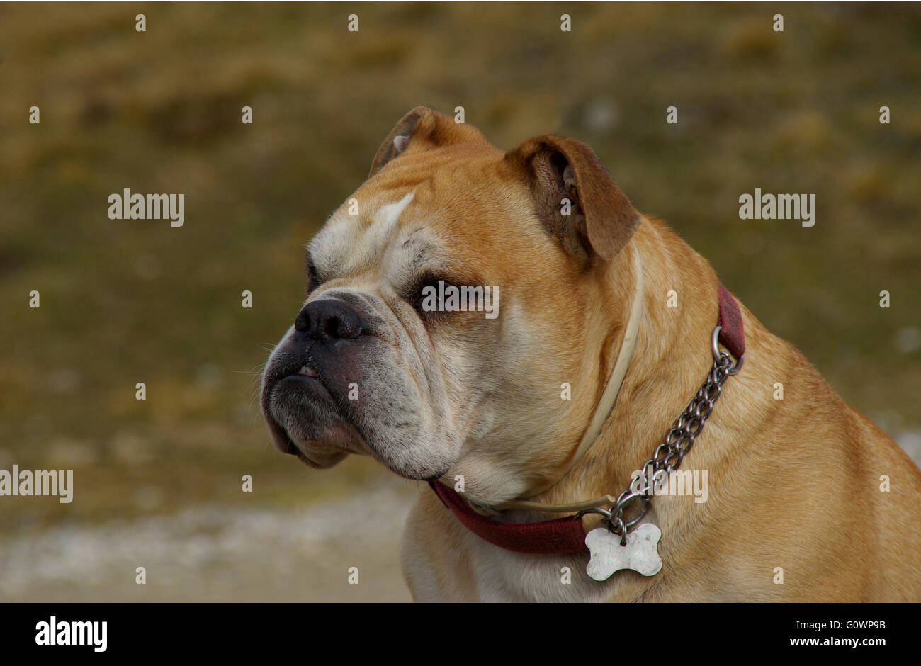 a bulldog stands guard pretending to sleep but with careful look Stock ...