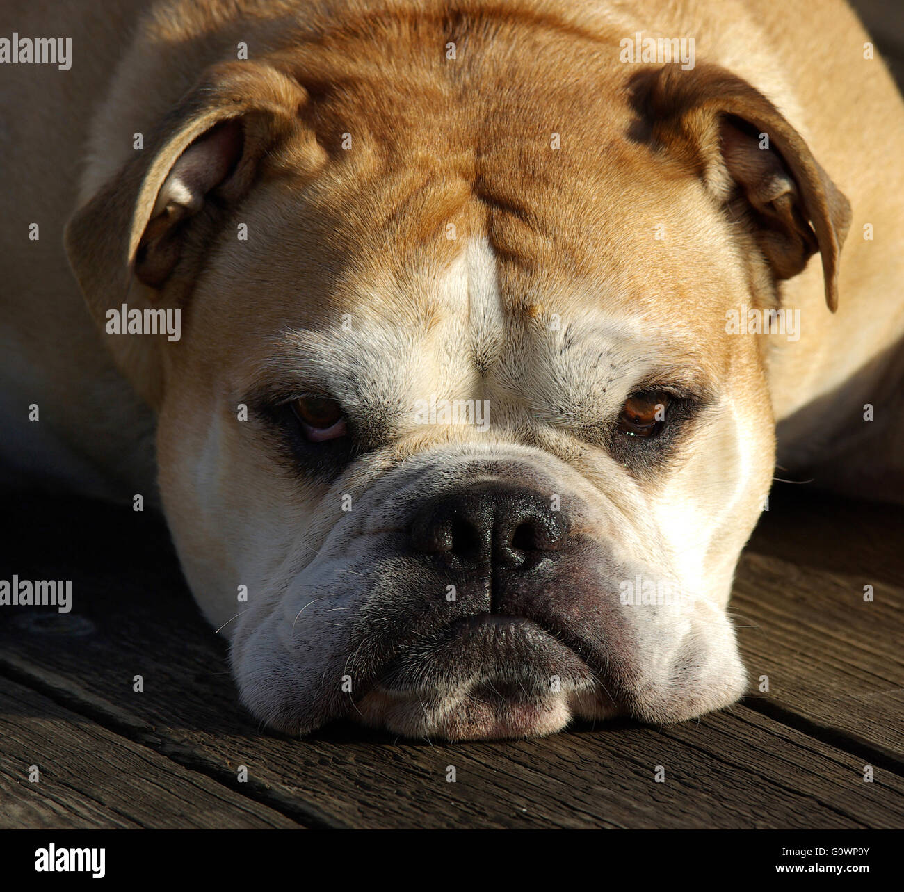 a bulldog stands guard pretending to sleep but with careful look Stock ...