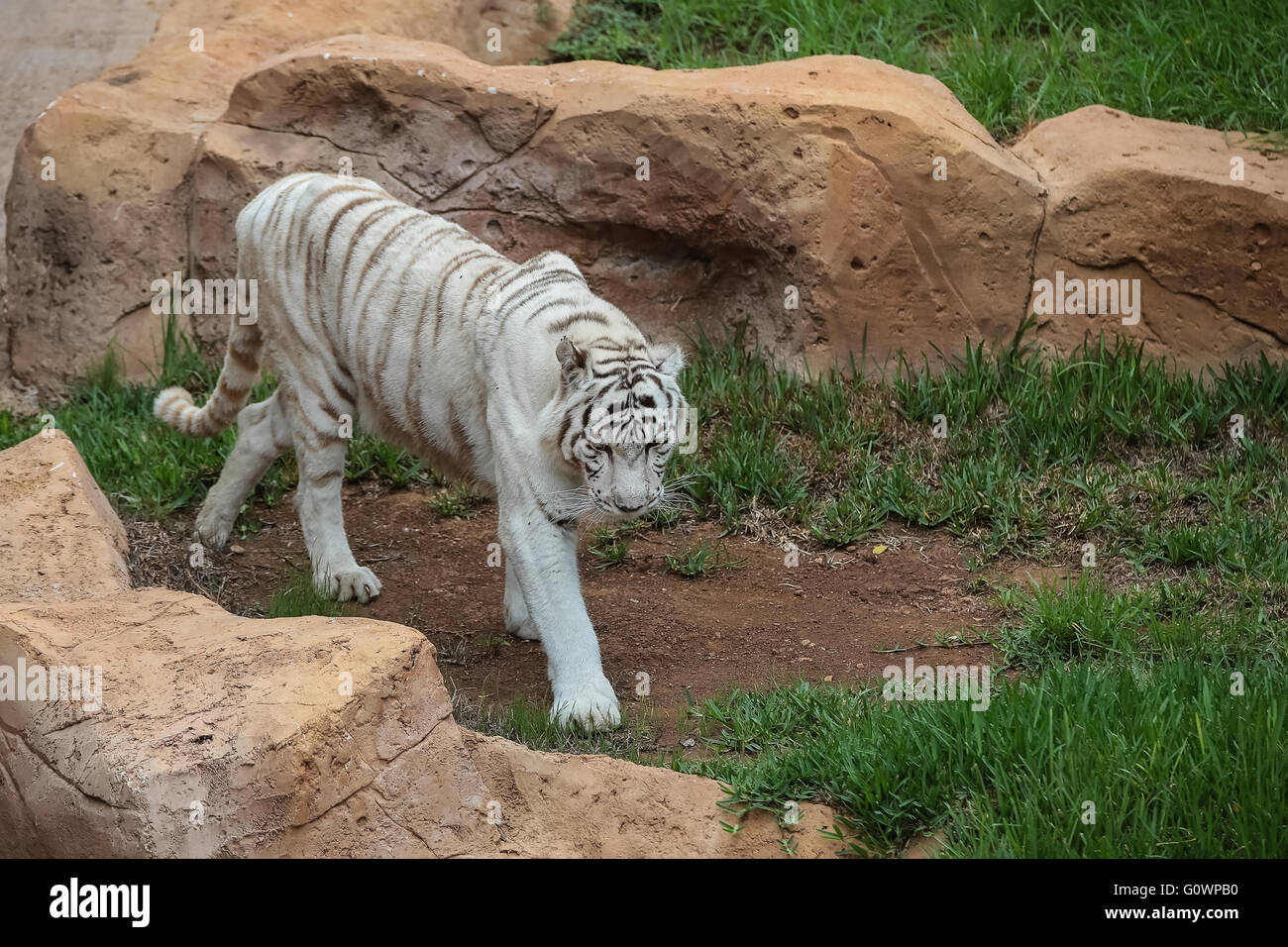 Beautiful white indian cat hi-res stock photography and images - Alamy