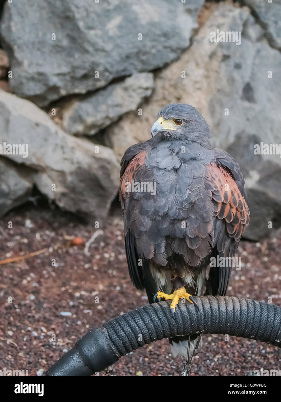 Portrait of a Common Buzzard Stock Photo - Alamy