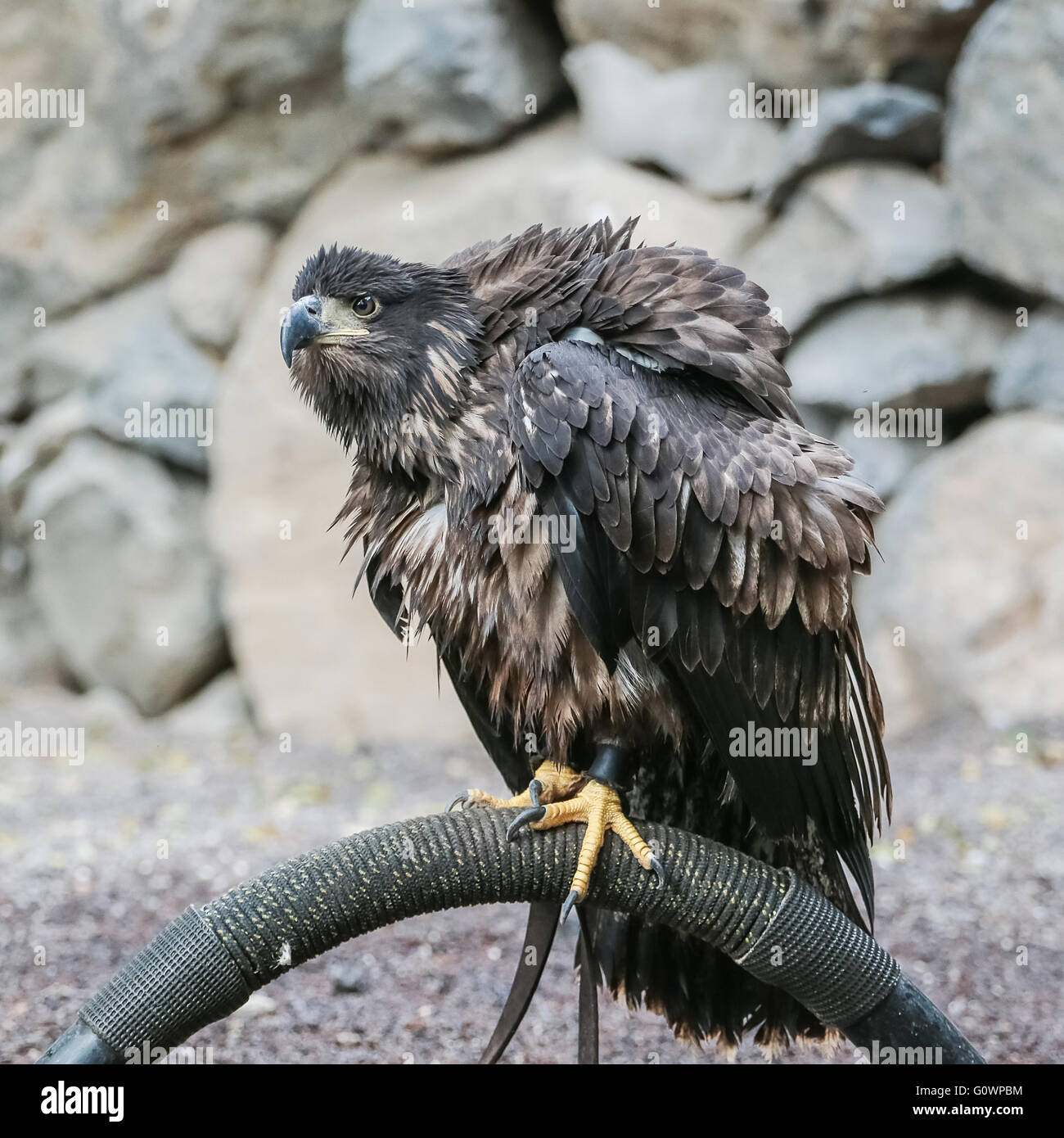 Portrait of a beautiful Golden Eagle in a profile view Stock Photo - Alamy