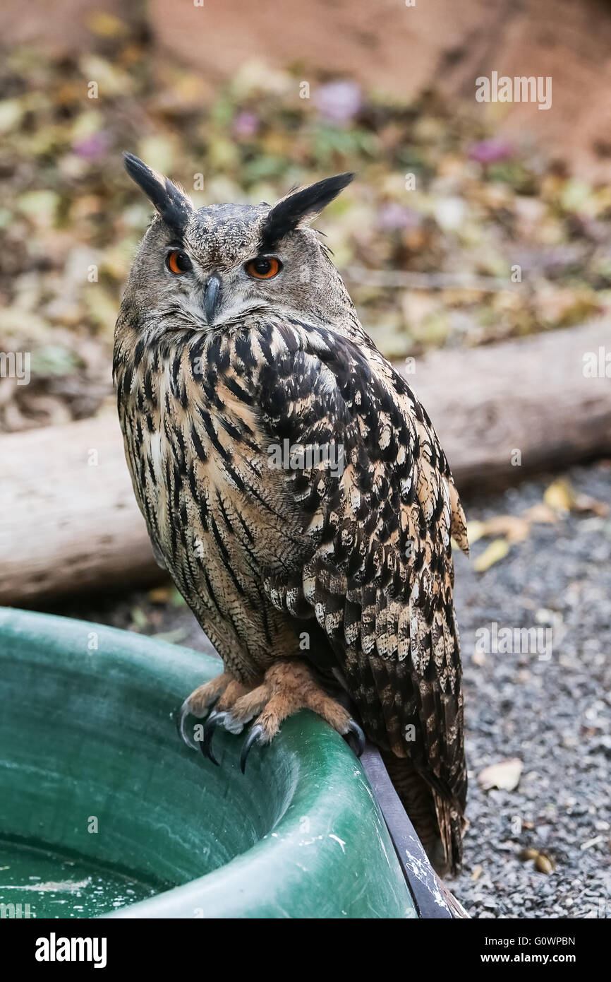 American eagle owl hi-res stock photography and images - Alamy