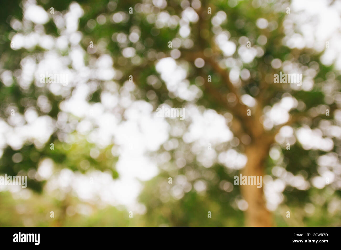 abstract blurry forest background Stock Photo - Alamy