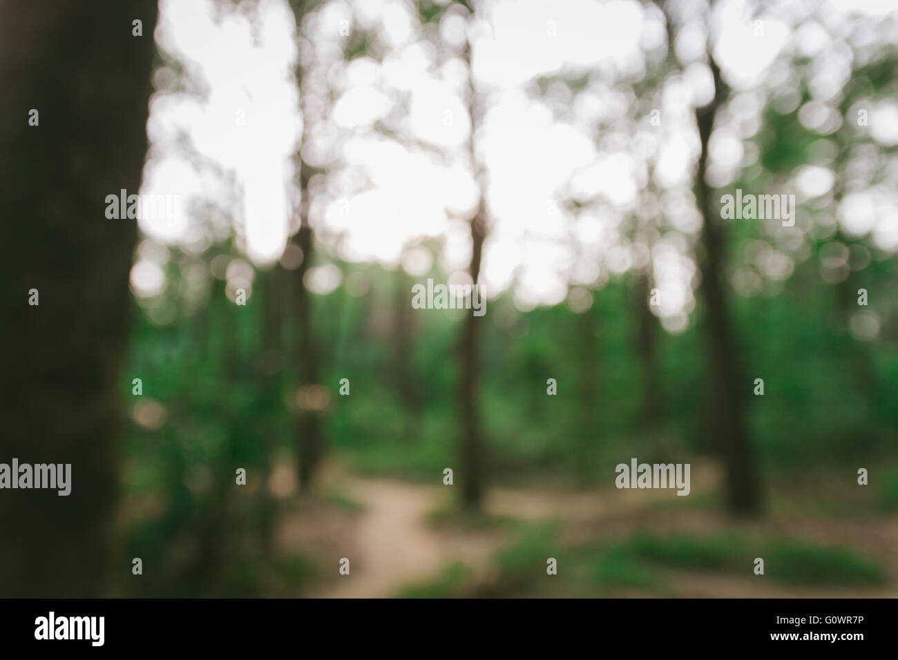 Abstract background with trees hi-res stock photography and images - Alamy