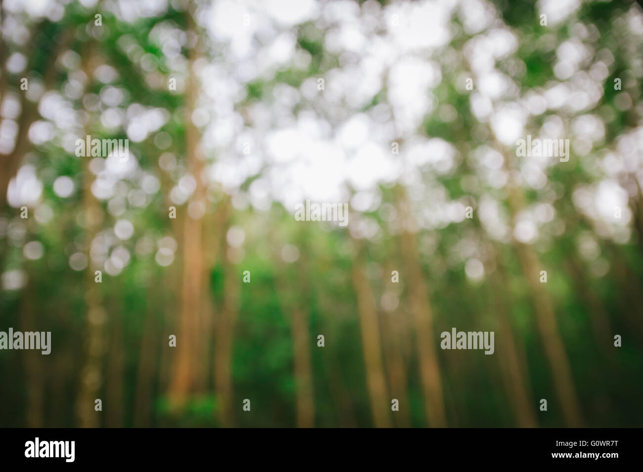 abstract blurry forest background Stock Photo - Alamy