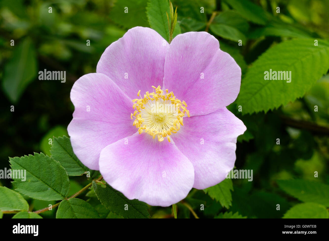 Close up of a wild Nootka Rose or Rosa nutkana, Vancouver, British ...