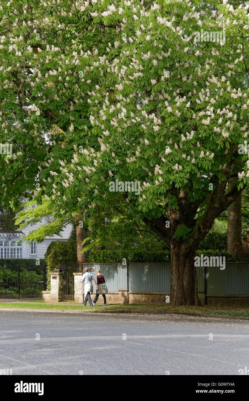 Middle aged man and woman walking beneath a large horse chestnut tree ...
