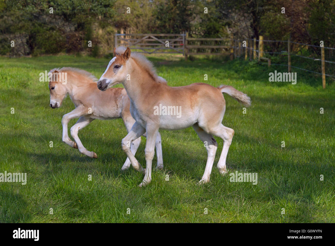 Haflinger foals running in meadow Stock Photo - Alamy