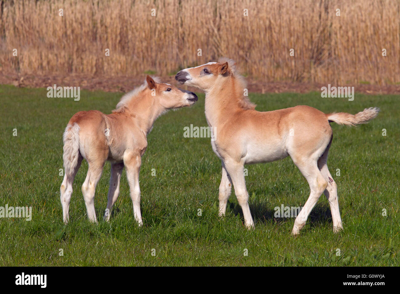 Haflinger foals running in meadow Stock Photo - Alamy