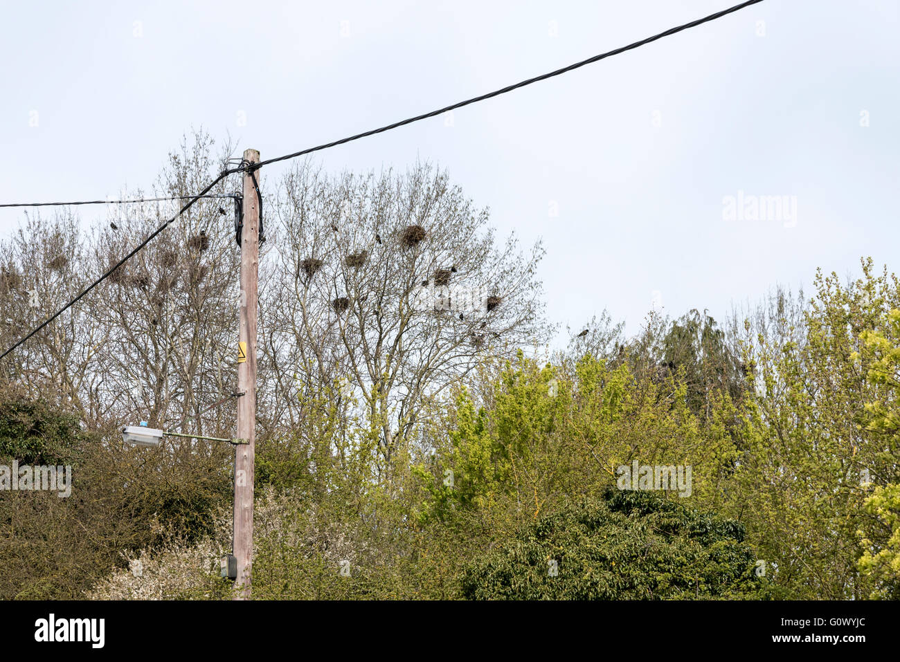 Carrion crow nest england hi-res stock photography and images - Alamy