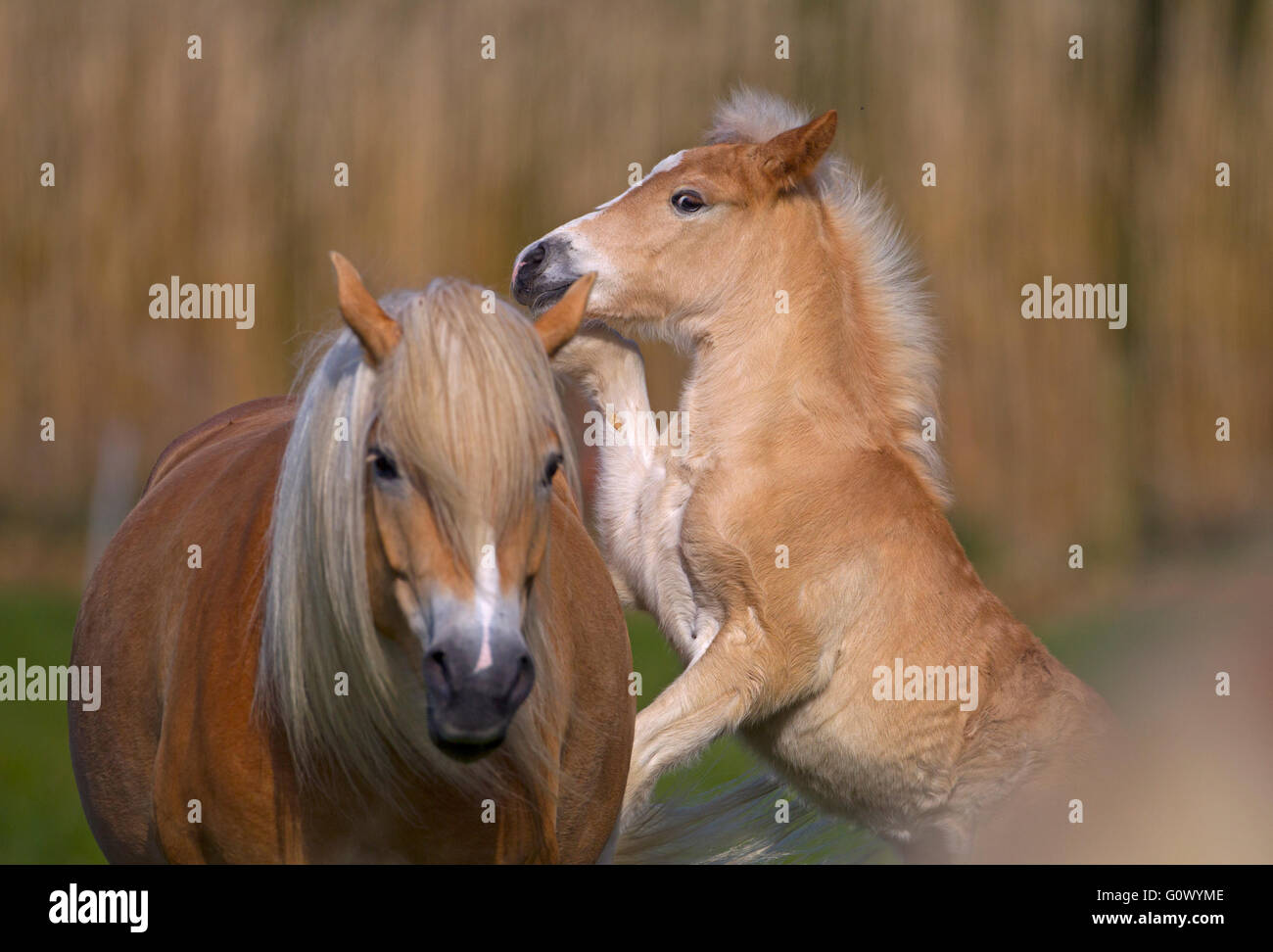 Haflinger mare and foal playing in meadow Stock Photo - Alamy