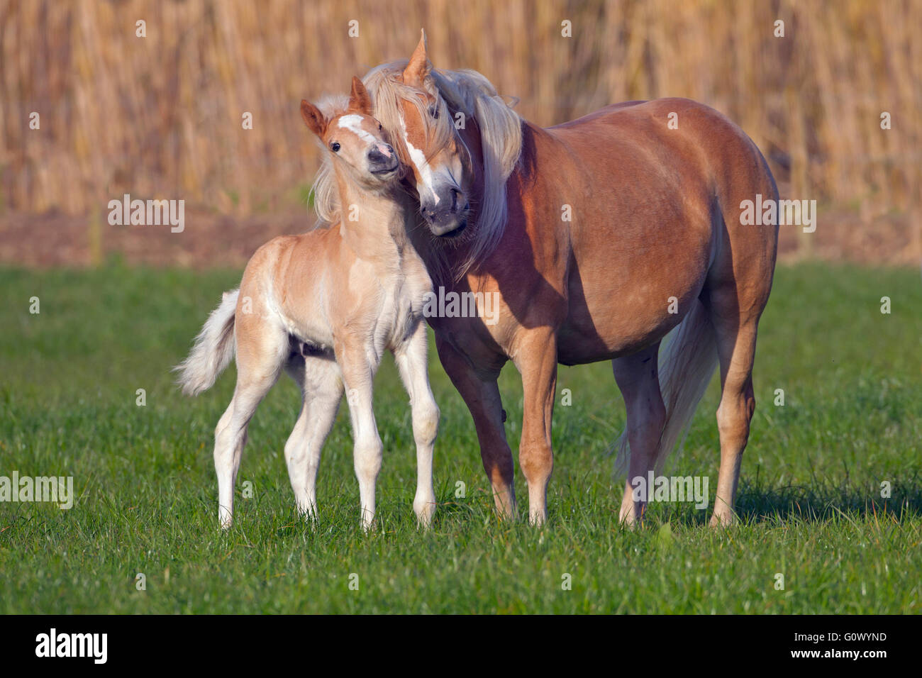 Haflinger mare and foal together in meadow Stock Photo - Alamy
