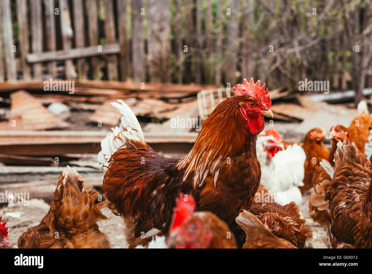 chicken and rooster walking around the yard Stock Photo - Alamy