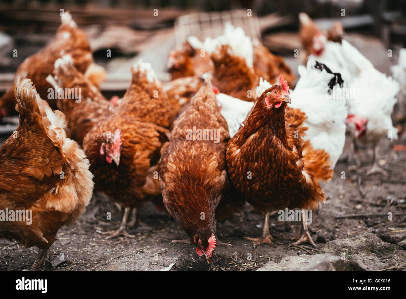 chicken and rooster walking around the yard Stock Photo - Alamy