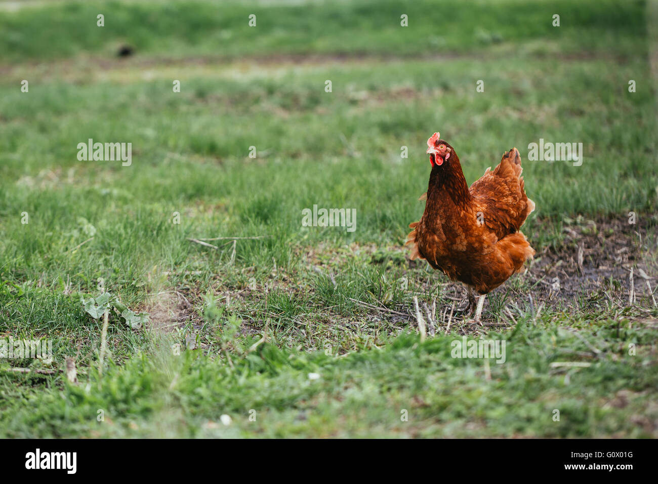 rustic chicken brown coloring on a background of grass Stock Photo - Alamy