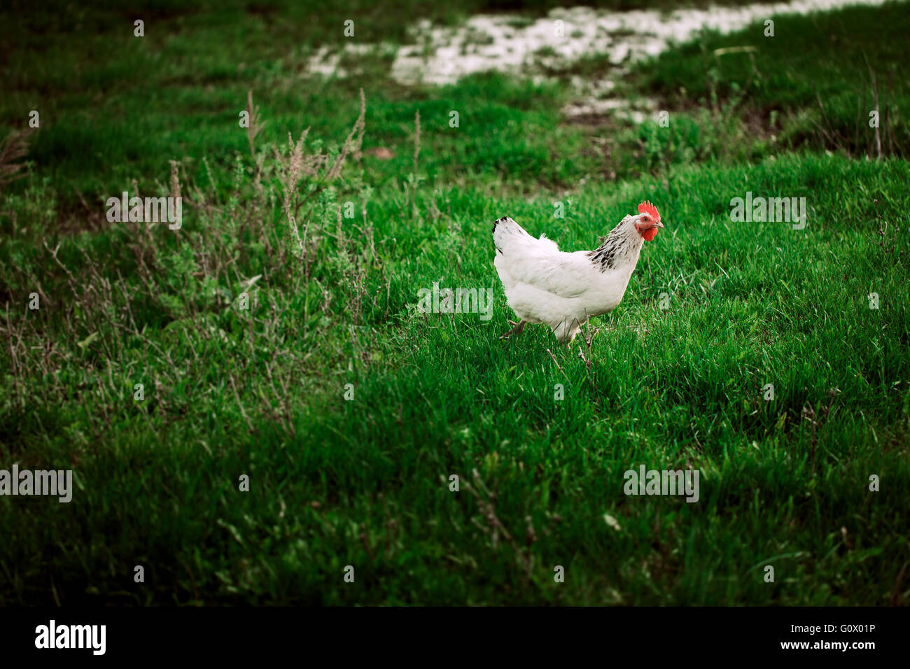rustic chicken white coloring on a background of grass Stock Photo - Alamy