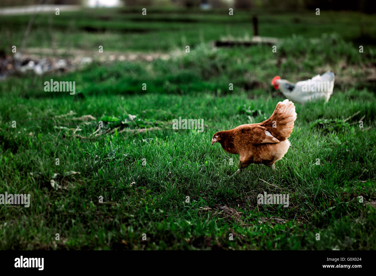 rustic chicken brown coloring on a background of grass Stock Photo - Alamy