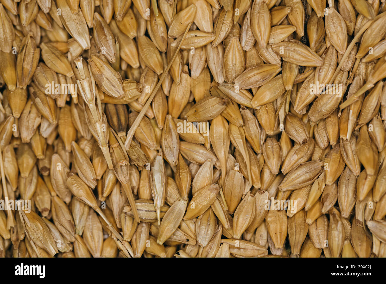 lot of fresh grains of wheat close-up Stock Photo - Alamy
