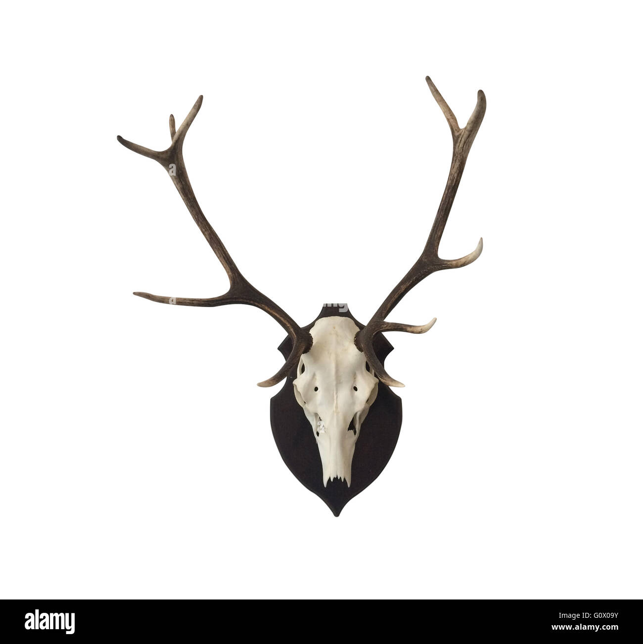 Antlers on wall hi-res stock photography and images - Alamy
