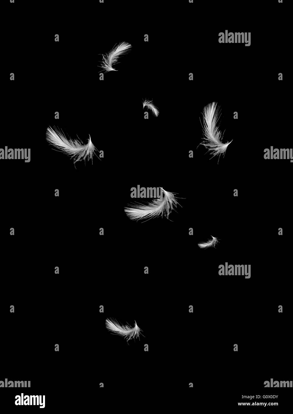 Black feathers falling hi-res stock photography and images - Alamy