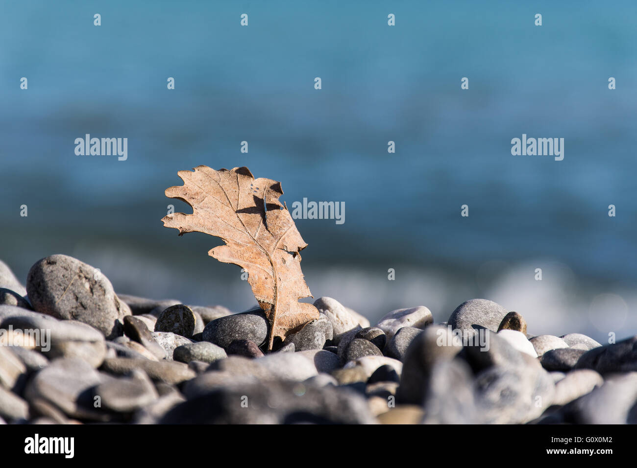 leaf on the shores of sea still life Stock Photo - Alamy